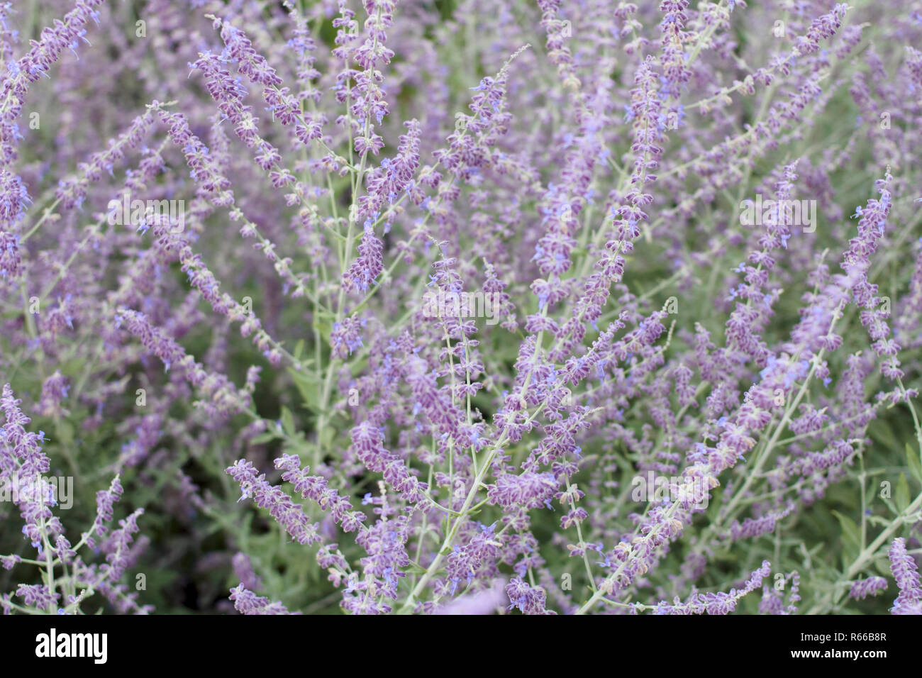 Purple Violet Lavender Flowers Background Stock Photo - Alamy