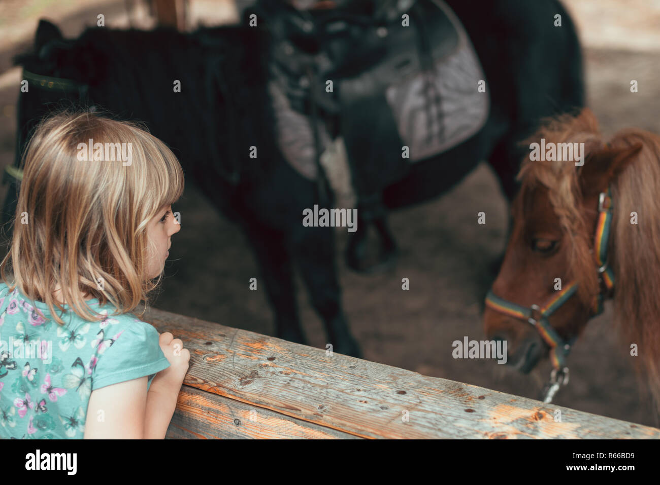 Cute little girl looking at a pony Stock Photo - Alamy