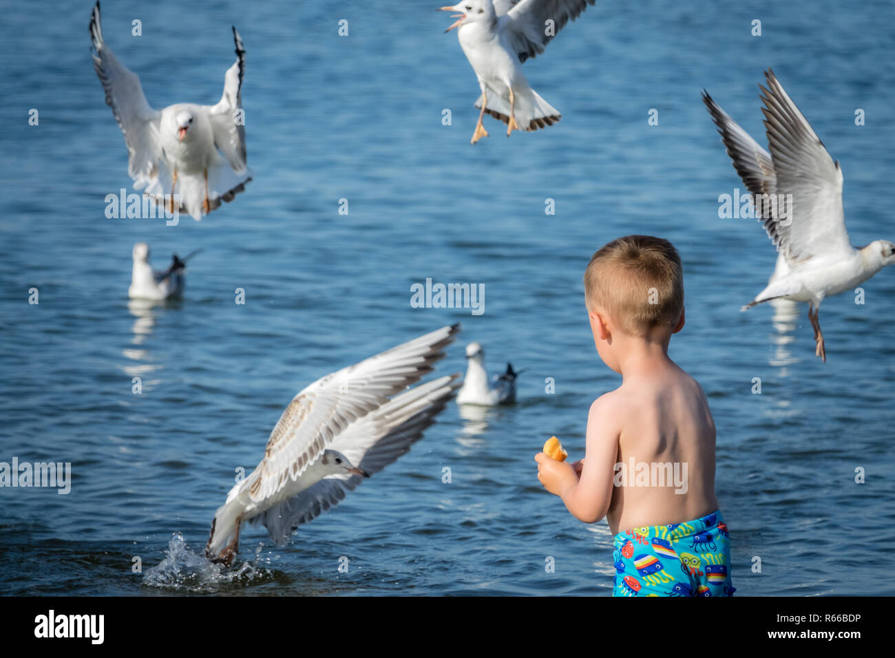Boy Feeding Seagull High Resolution Stock Photography and Images - Alamy