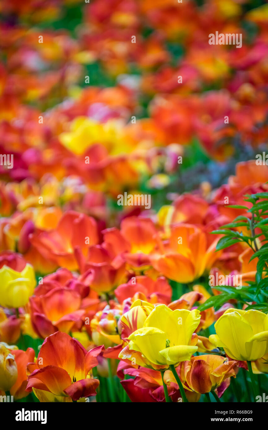 Field of red, orange and yellow tulips Stock Photo - Alamy