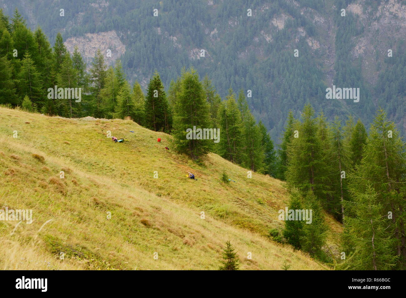 Austrian Family picking berries in the Alps Stock Photo - Alamy