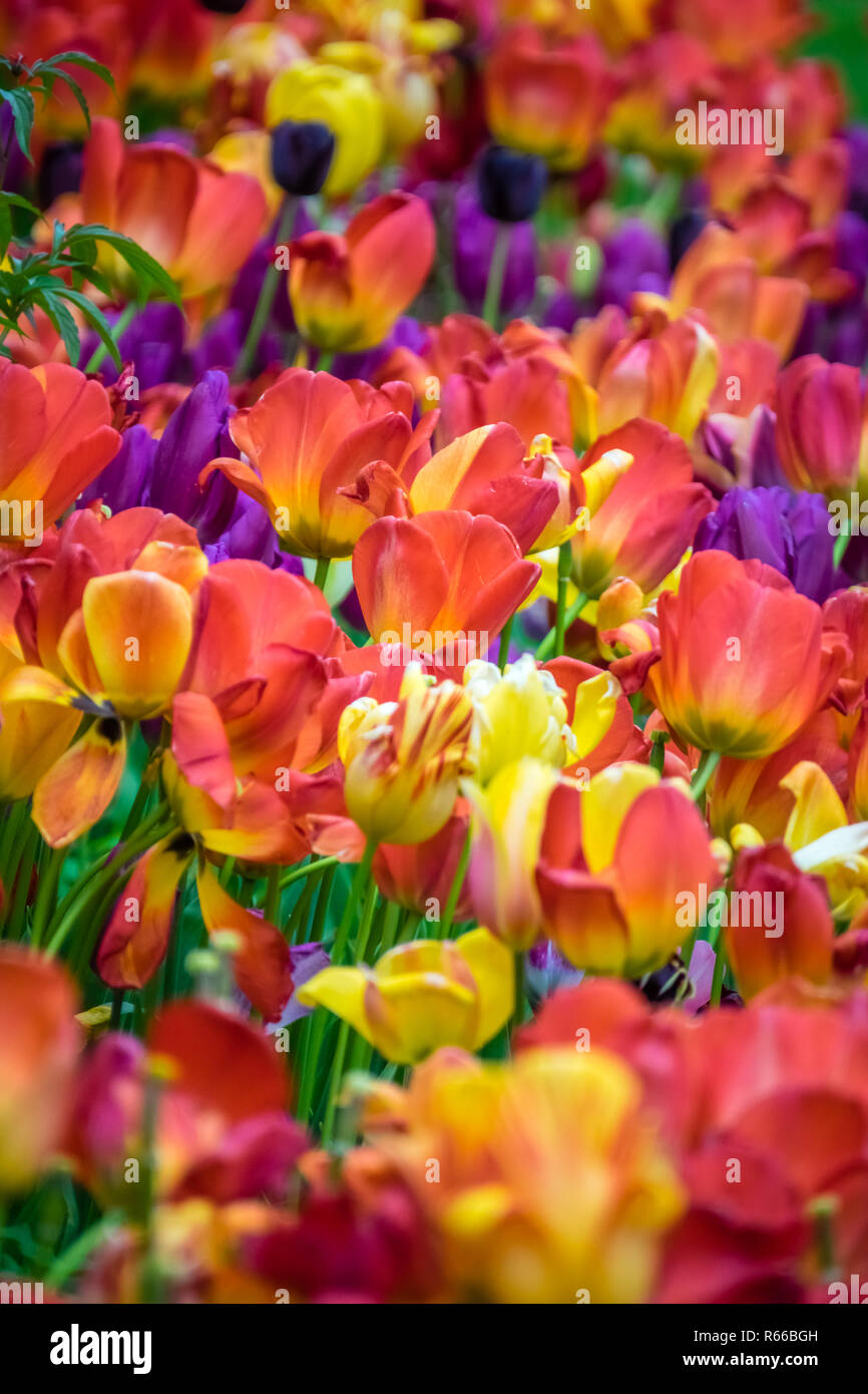 Field of red, orange and yellow tulips Stock Photo - Alamy