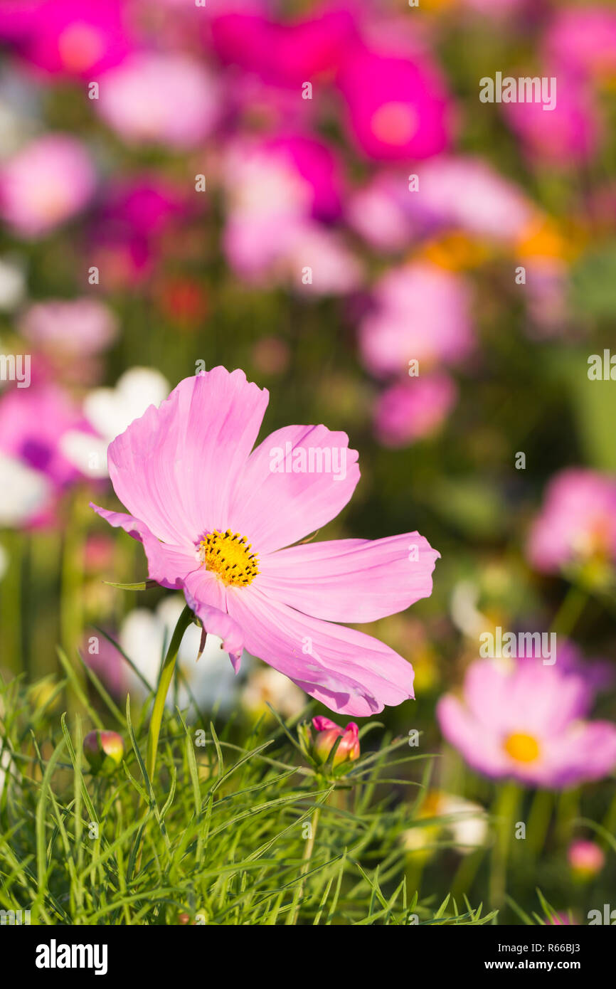 Photo of beautiful pink cosmos hi-res stock photography and images - Alamy