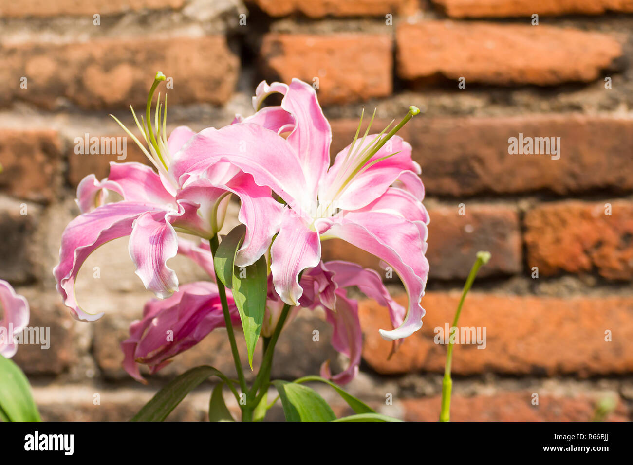 Close up of pink lily flower Stock Photo - Alamy