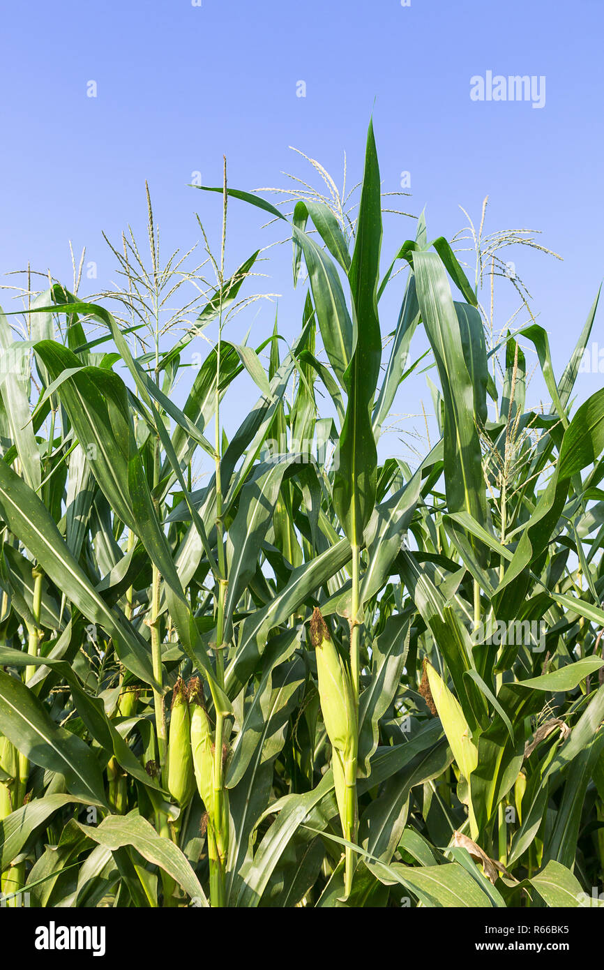 Closeup Corn on the stalk Stock Photo - Alamy