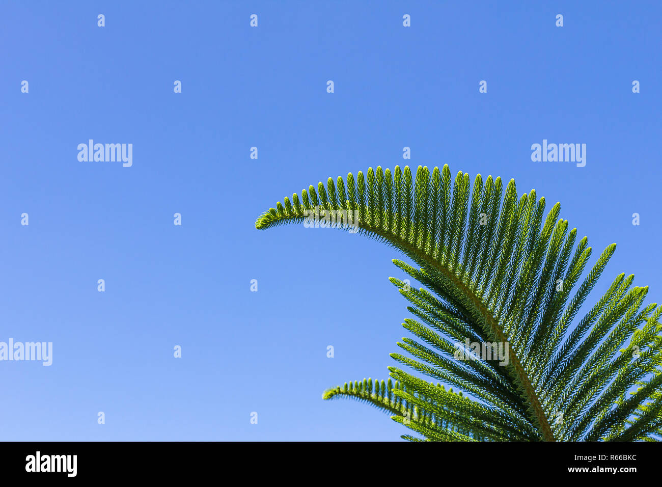 Closeup of Nolfolk island pine leaves Stock Photo - Alamy