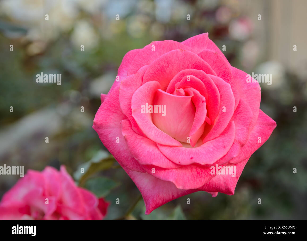 Pink rose in the garden Stock Photo - Alamy