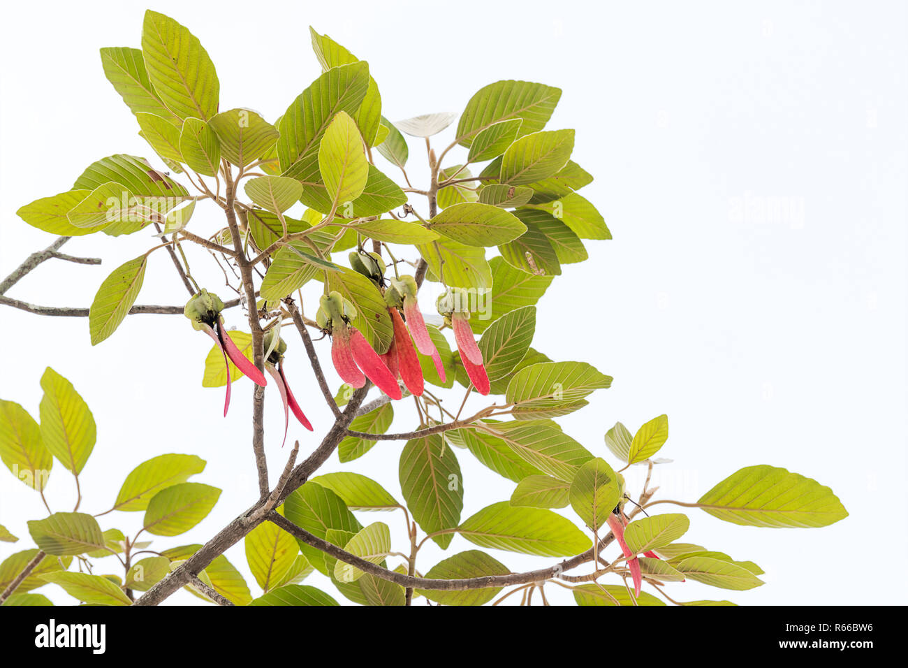 Dipterocarpus alatus tree Stock Photo - Alamy