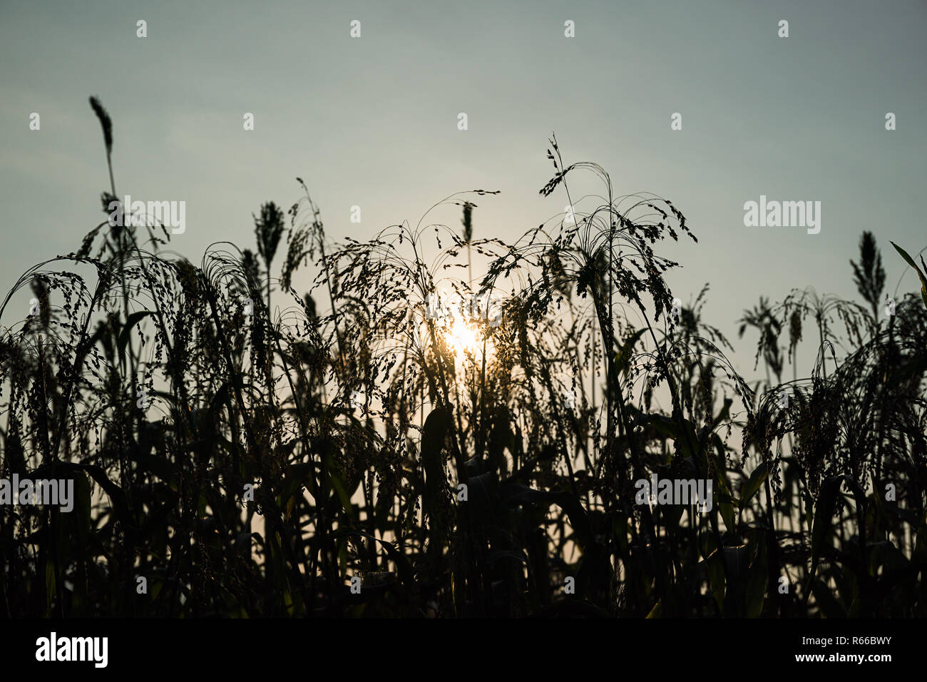 Field of Sorghum or Millet with sunset Stock Photo - Alamy