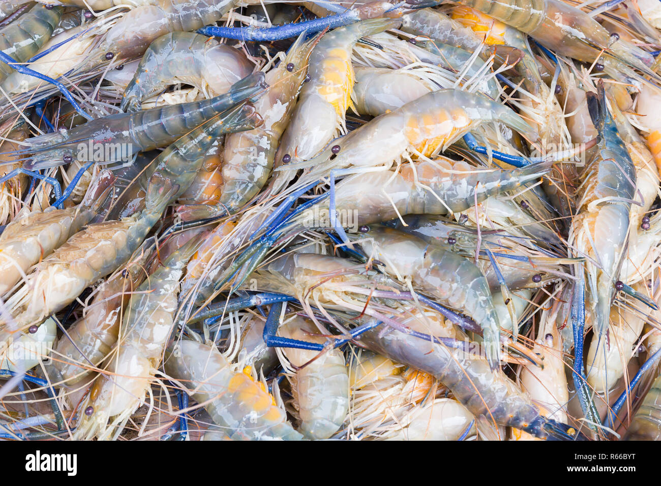Fresh prawn shrimp on the market Stock Photo - Alamy