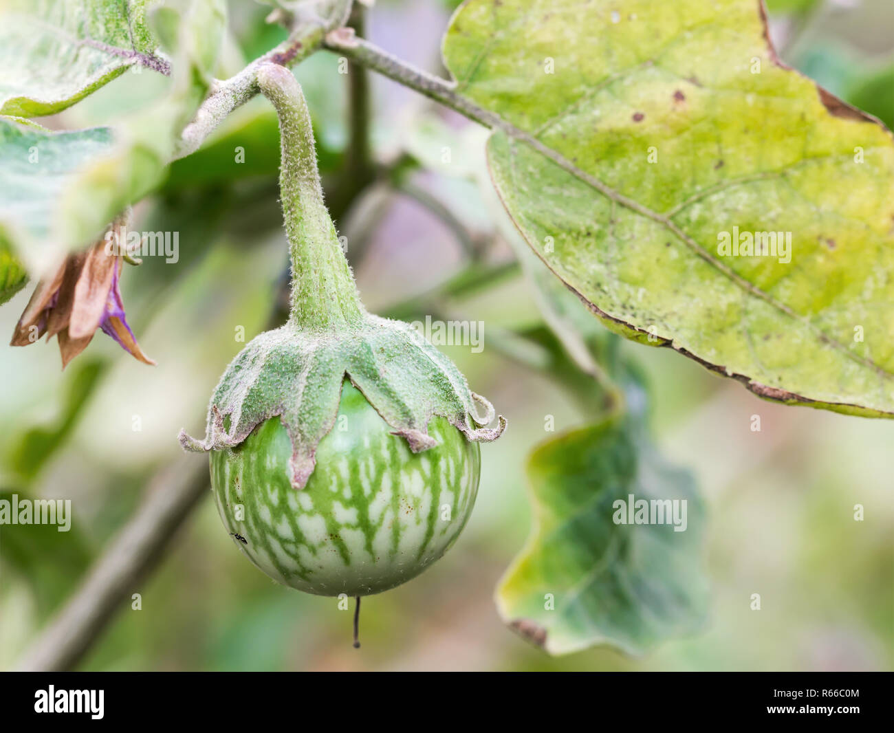 Green Cockroach berry on tree Stock Photo - Alamy