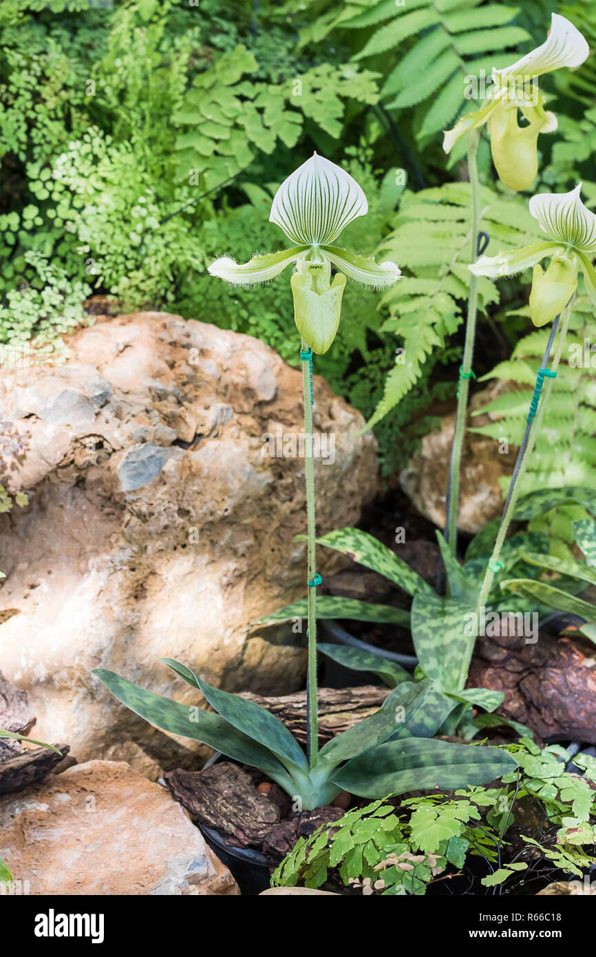 Green Paphiopedilum orchid flower Stock Photo - Alamy
