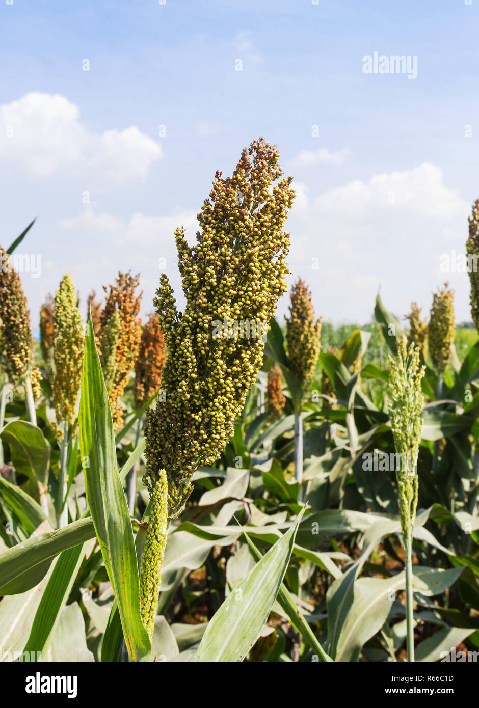 Sorghum fodder crop hi-res stock photography and images - Alamy