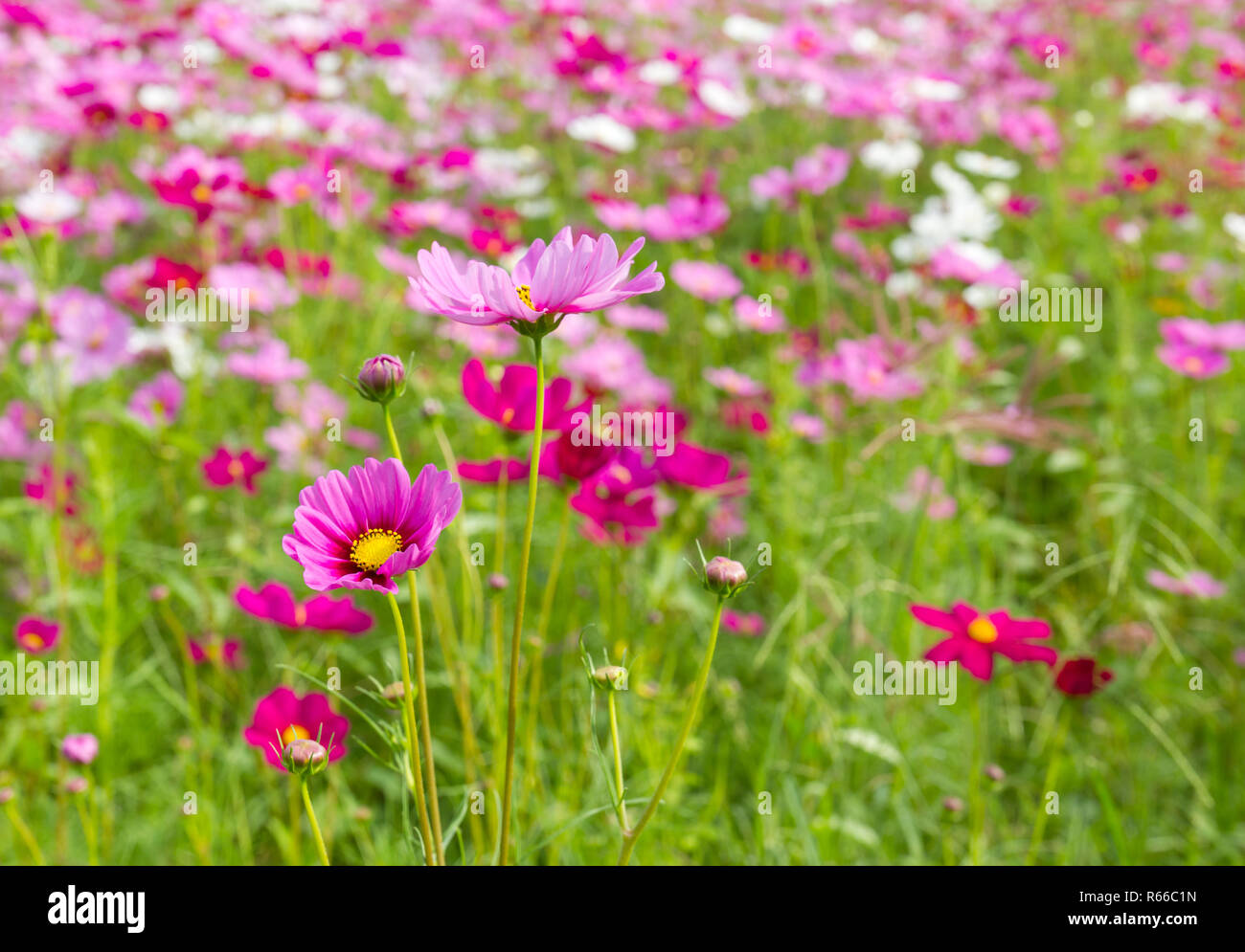 pink cosmos flowers Stock Photo - Alamy