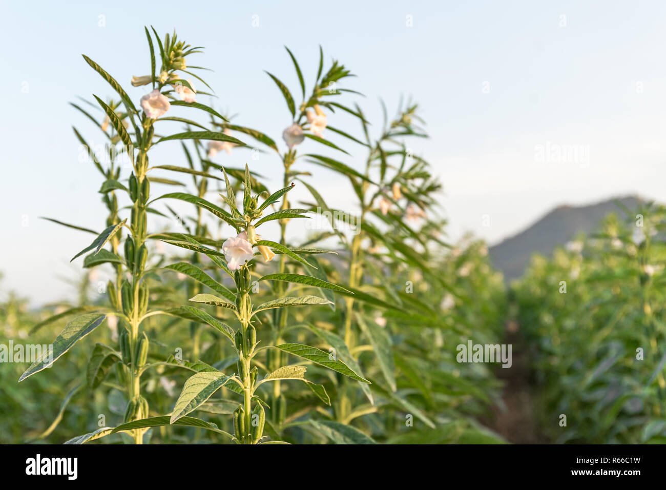 Sesame on tree in plant Stock Photo - Alamy