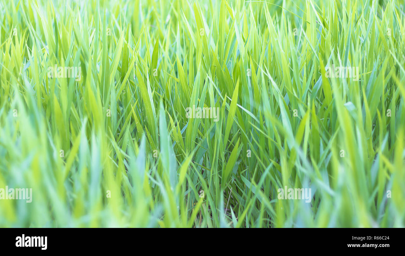 Green grass field in nature Stock Photo - Alamy