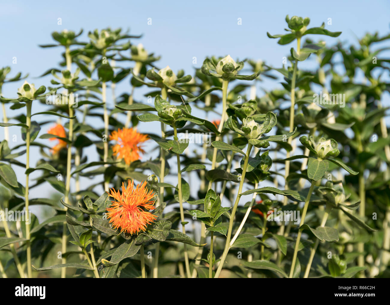 Safflower has begun to bloom Stock Photo - Alamy