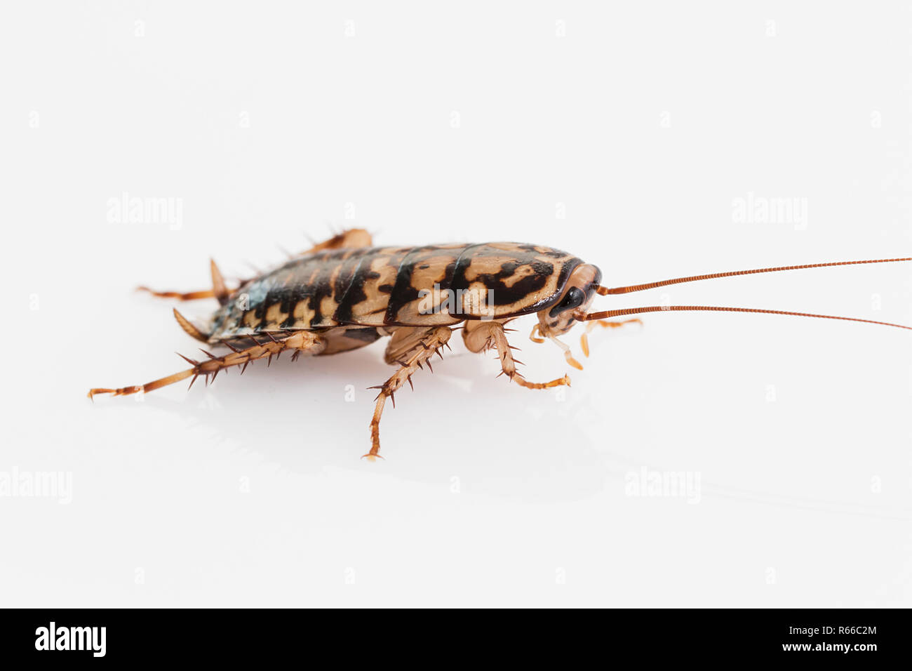 cockroach on white background Stock Photo - Alamy