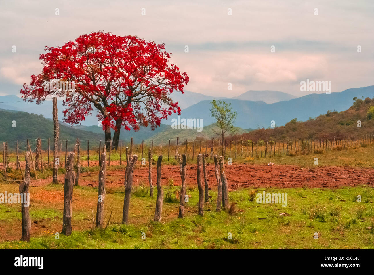 Red tree and autumn landscape Stock Photo - Alamy