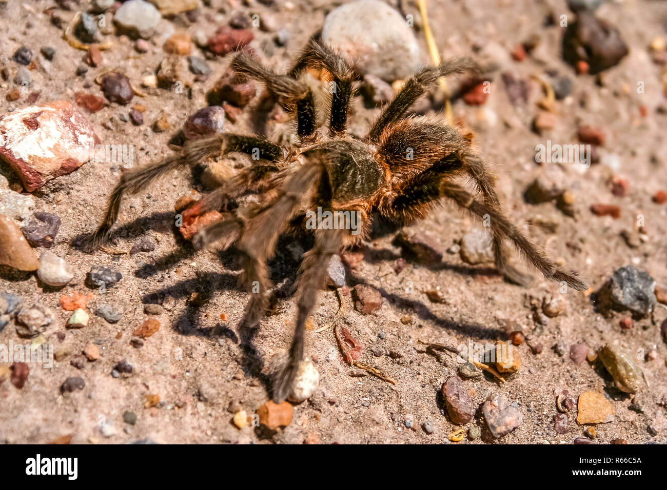 Hairy Patagonian Spider Stock Photo - Alamy