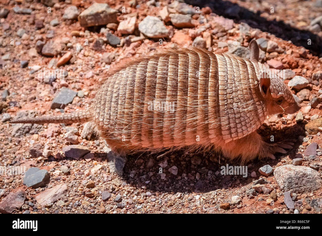 Small hairy armadillo Stock Photo - Alamy