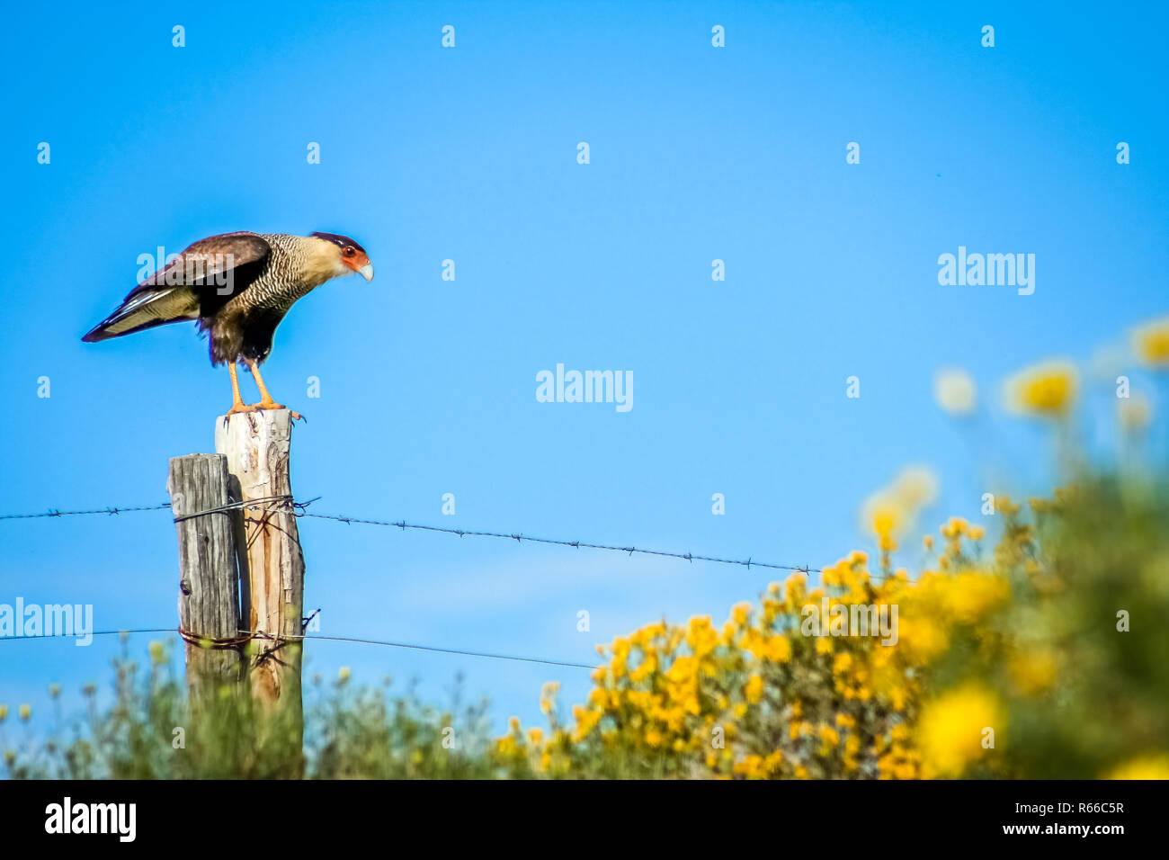 Hawk on a fence Stock Photo - Alamy