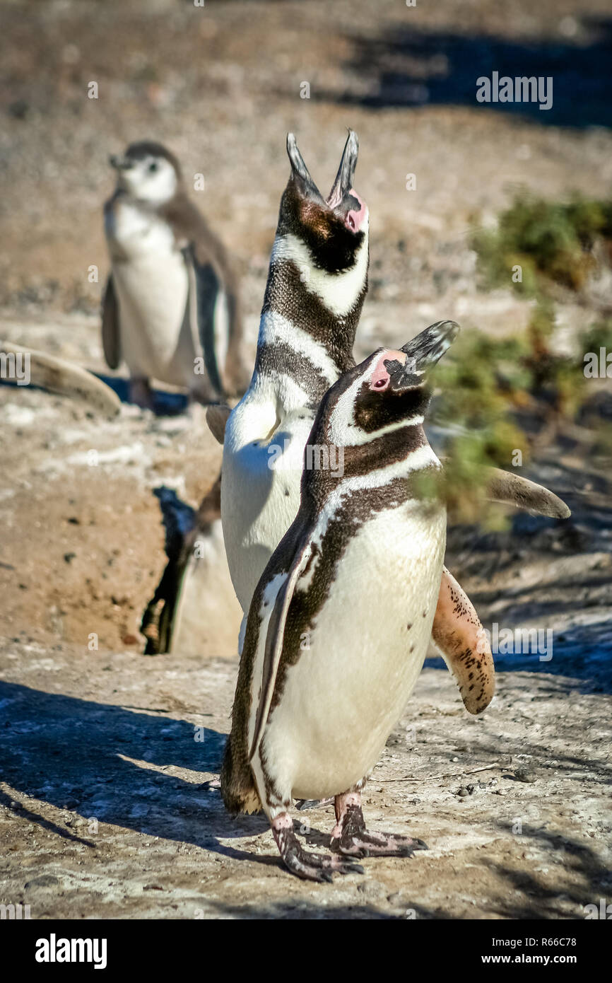 Screaming Penguin High Resolution Stock Photography and Images - Alamy