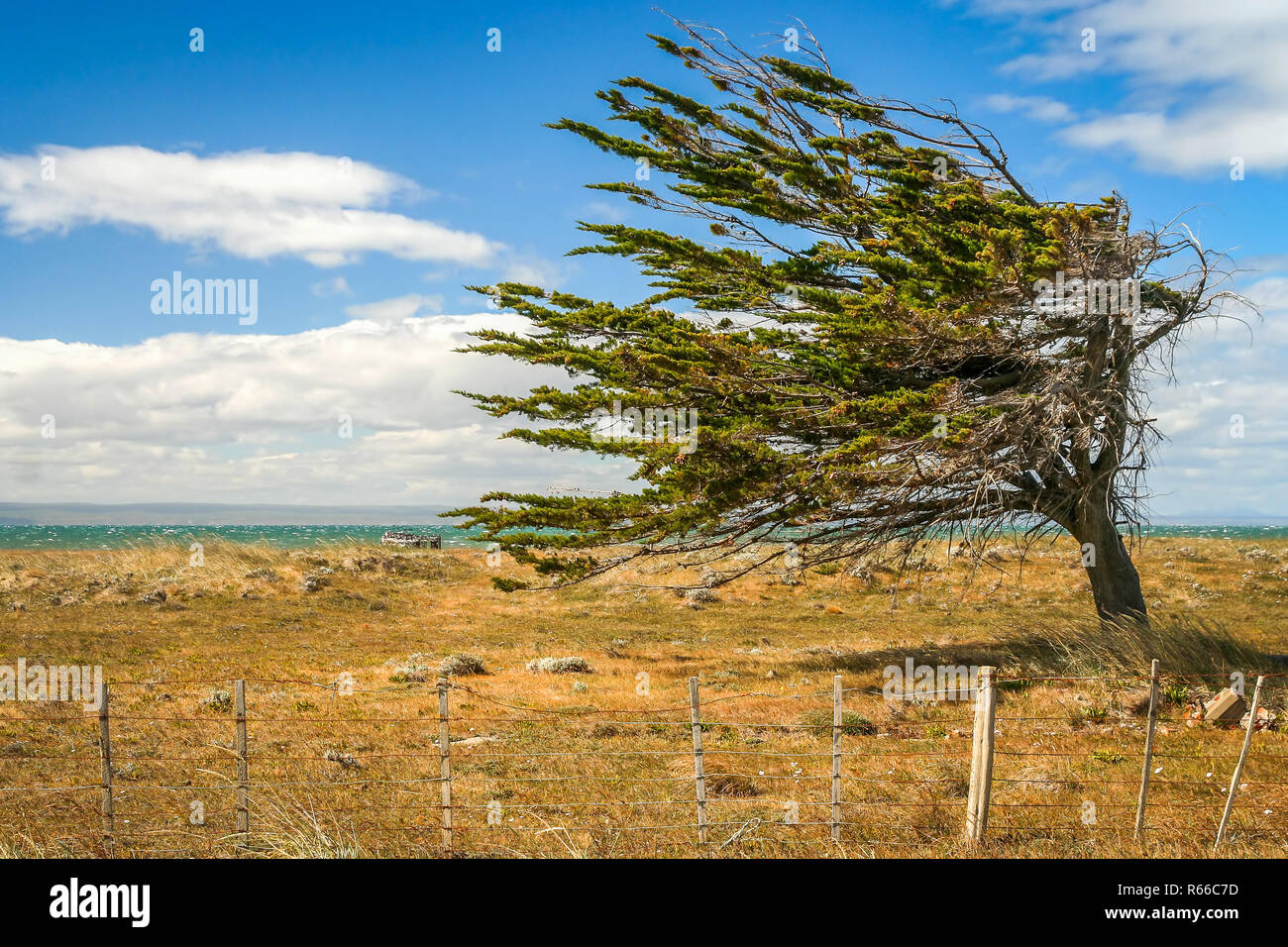 Tree wind chile patagonia hi-res stock photography and images - Alamy