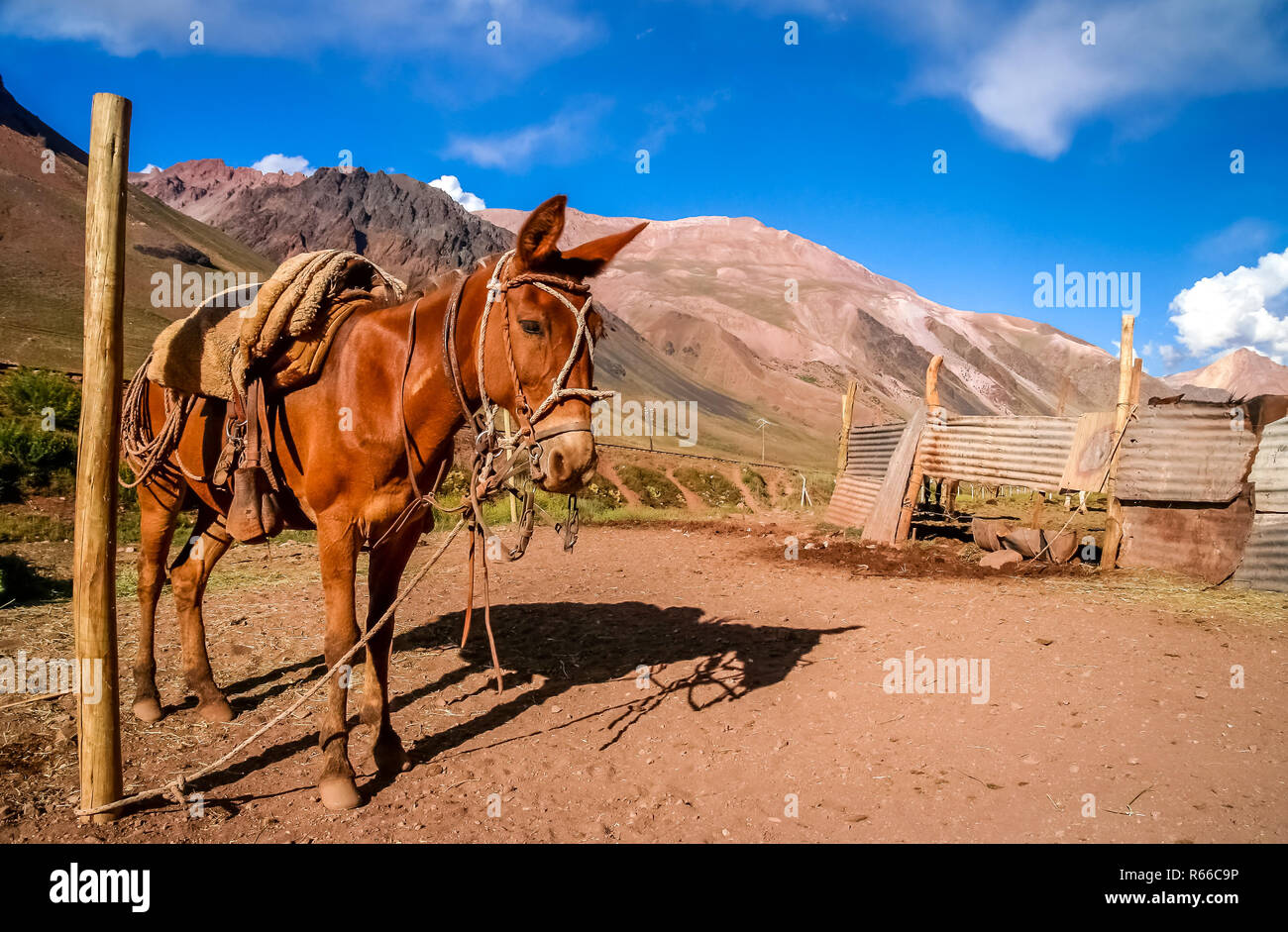 Argentina and horse ride and andes hi-res stock photography and images ...