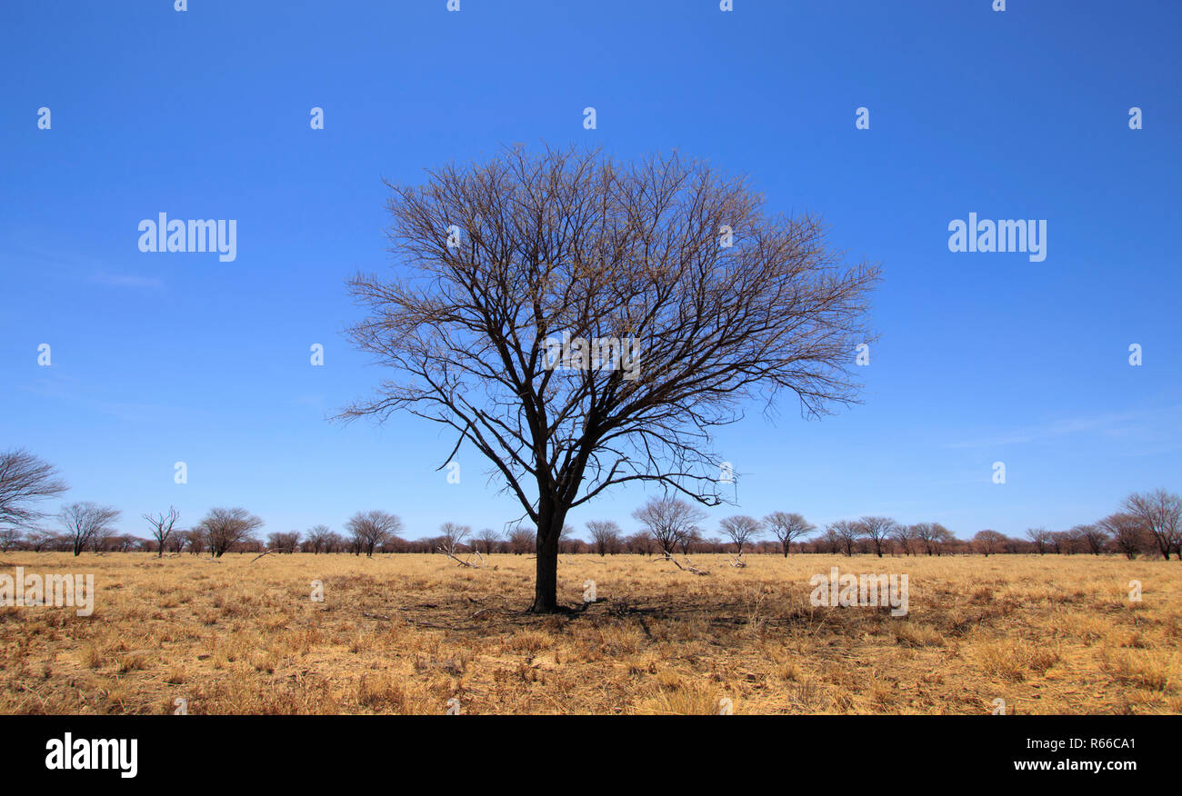 Dry prickly acacia tree in arid outback Queensland with blue sky and ...