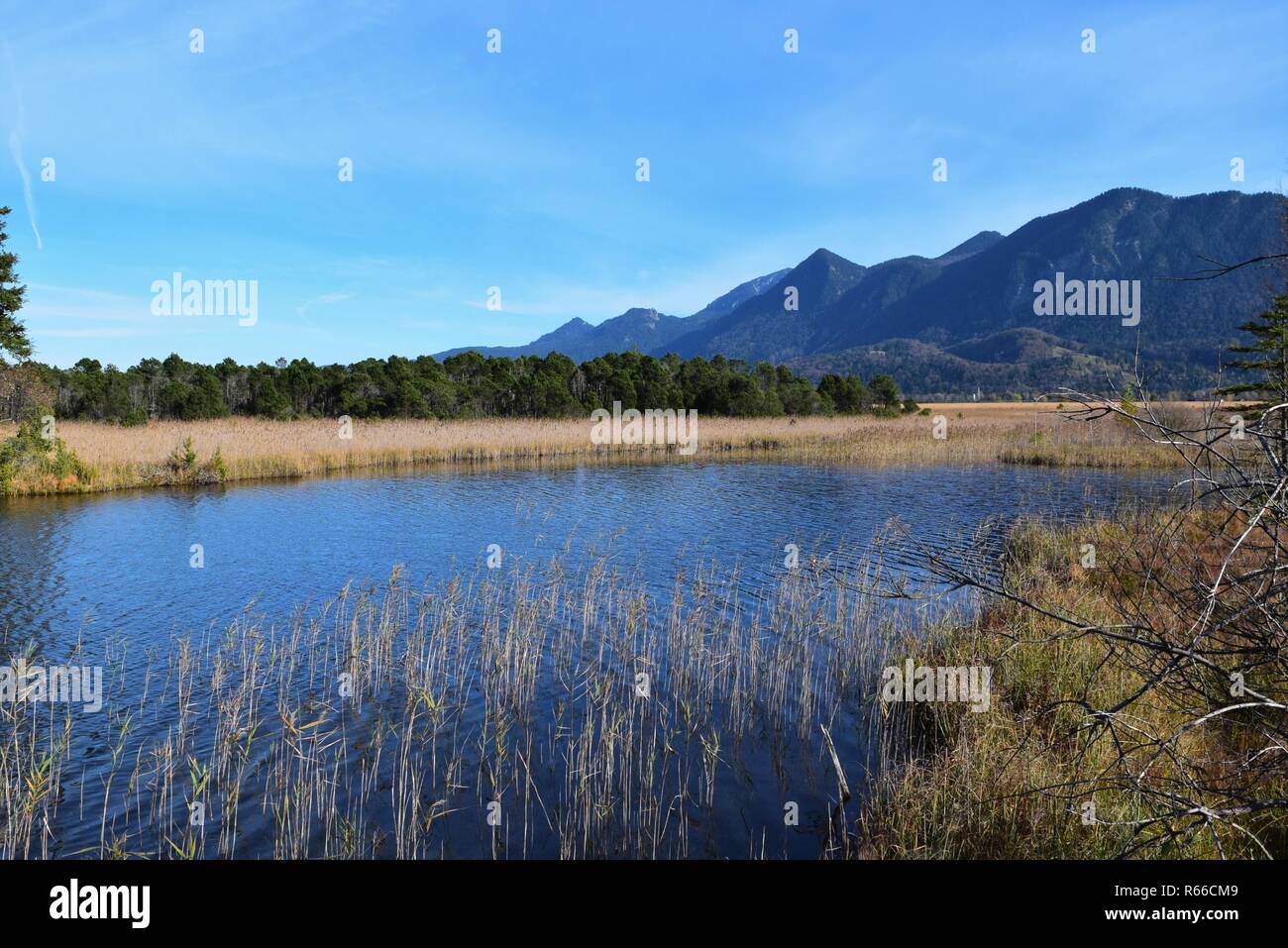small lake with reeds in the bavarian alps Stock Photo - Alamy