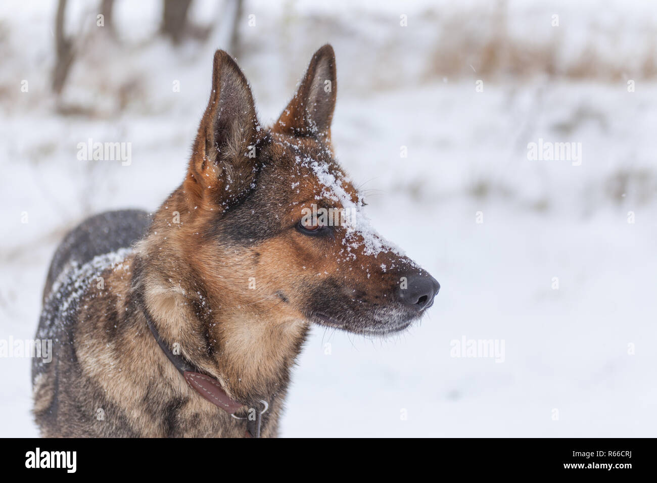 german shepherd dog with snow on the snout Stock Photo - Alamy