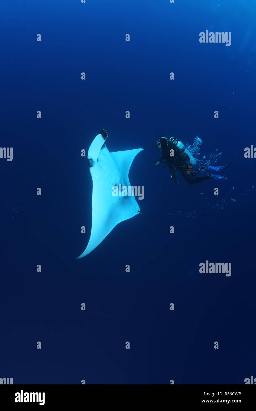 Manta ray diving Underwater Galapagos islands Pacific Ocean Stock Photo ...