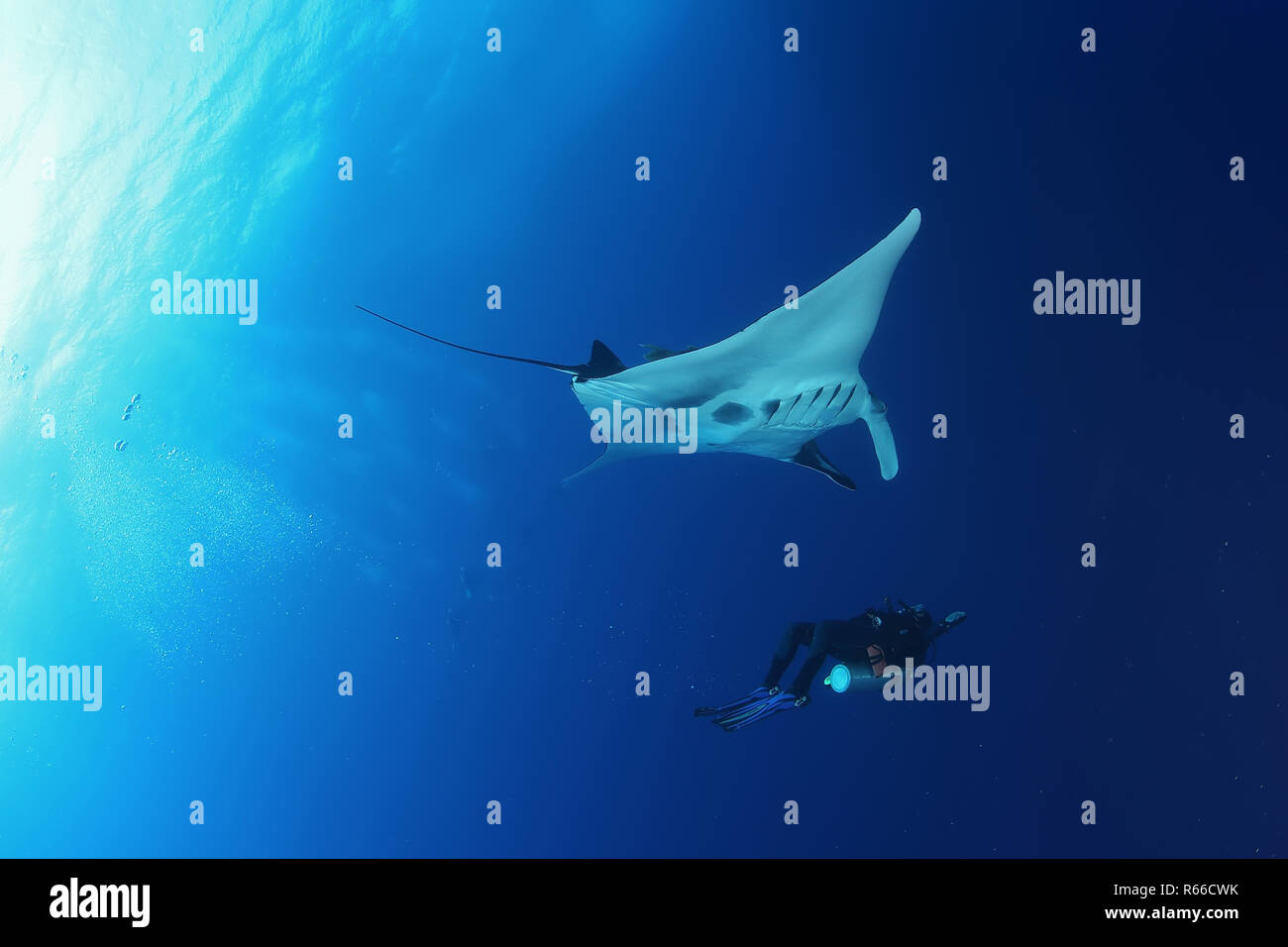 Manta ray diving Underwater Galapagos islands Pacific Ocean Stock Photo ...