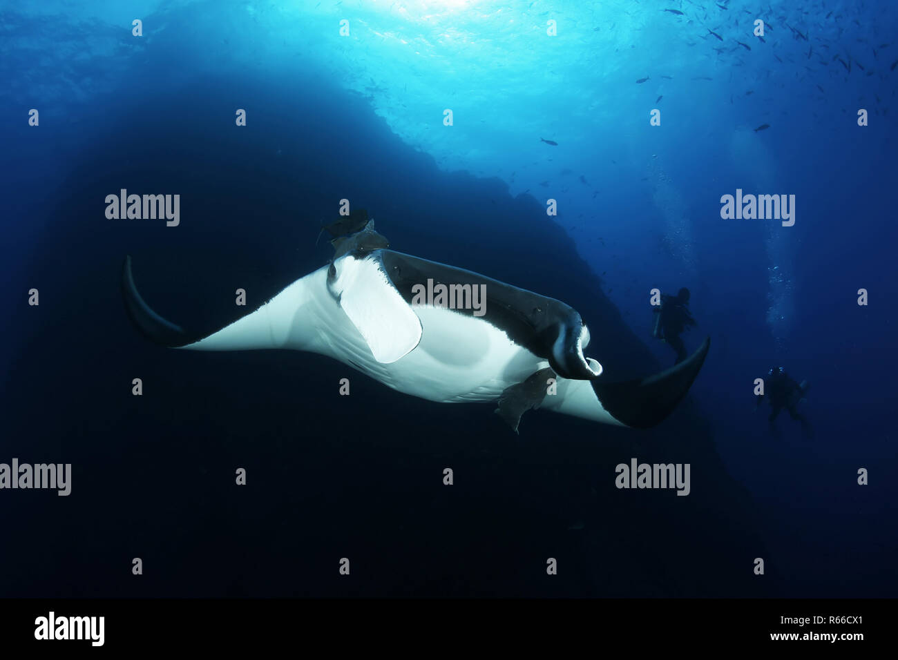 Manta ray diving Underwater Galapagos islands Pacific Ocean Stock Photo ...