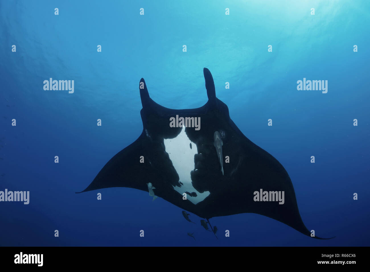 Manta ray diving Underwater Galapagos islands Pacific Ocean Stock Photo ...