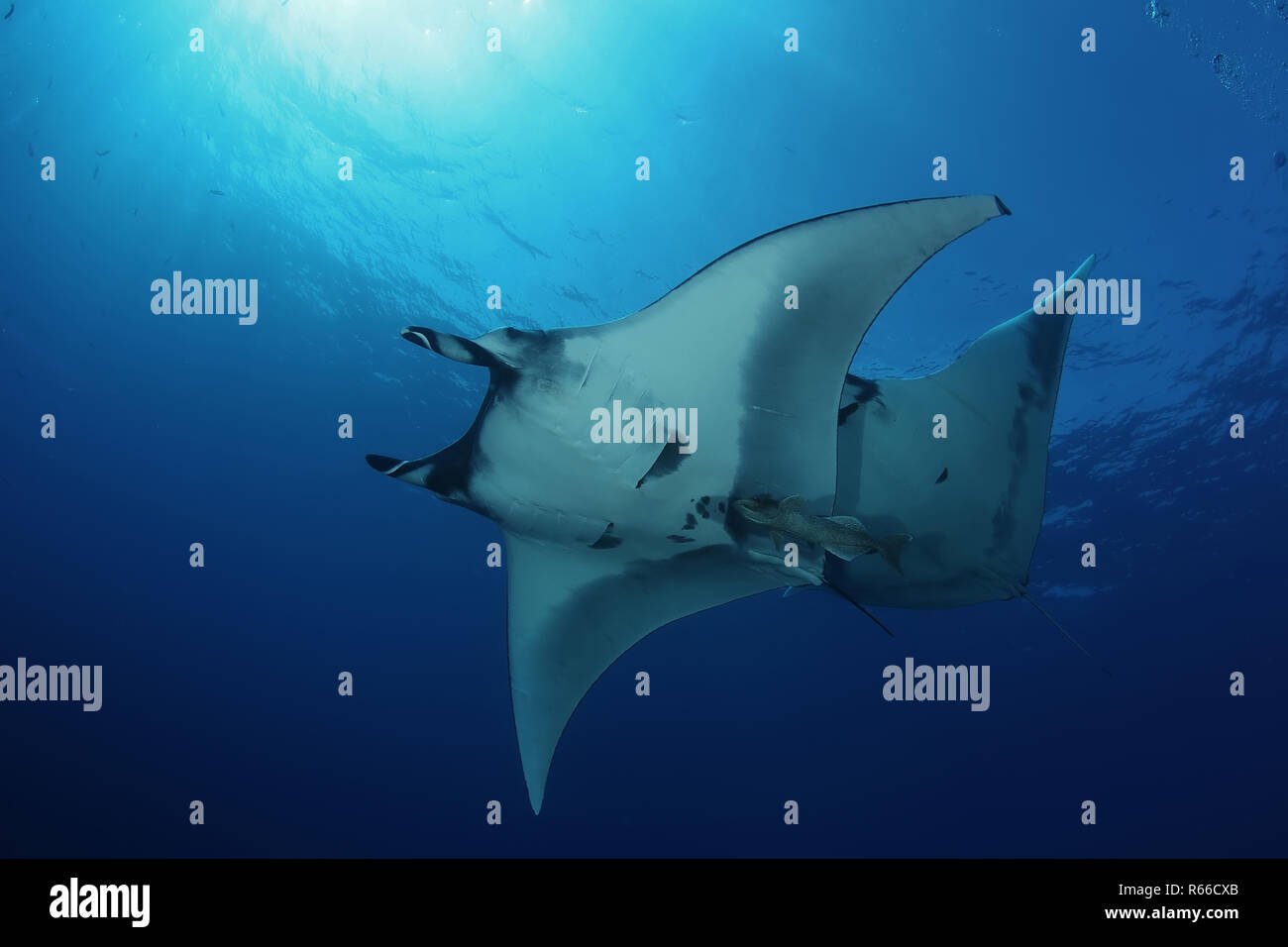 Manta ray diving Underwater Galapagos islands Pacific Ocean Stock Photo ...
