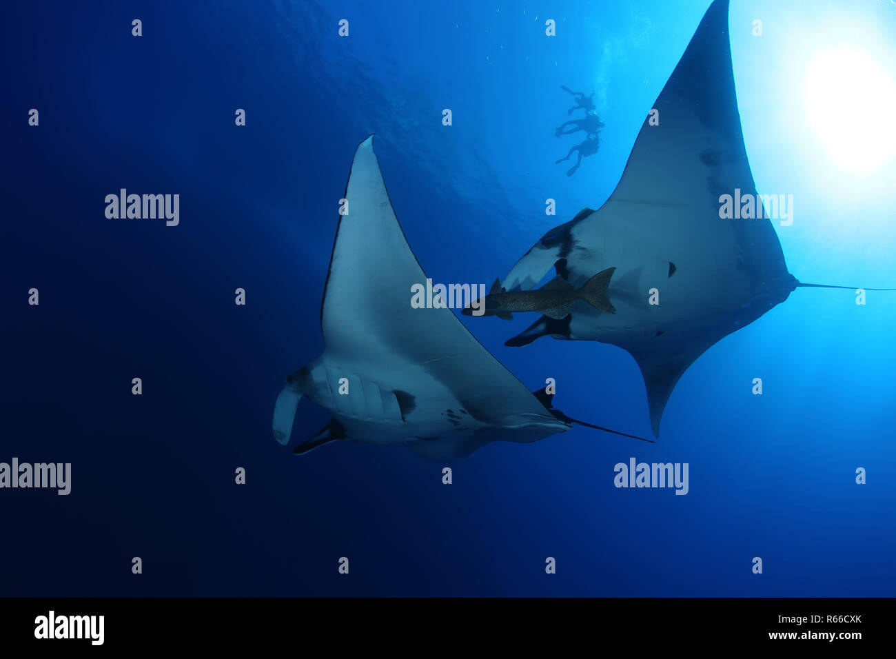 Manta ray diving Underwater Galapagos islands Pacific Ocean Stock Photo ...