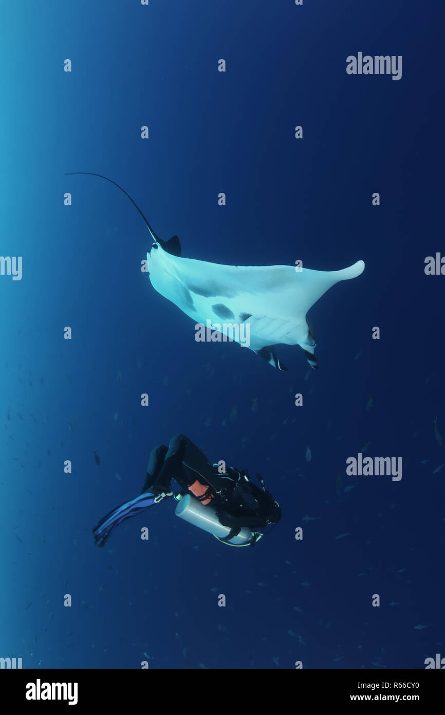 Manta ray diving Underwater Galapagos islands Pacific Ocean Stock Photo ...