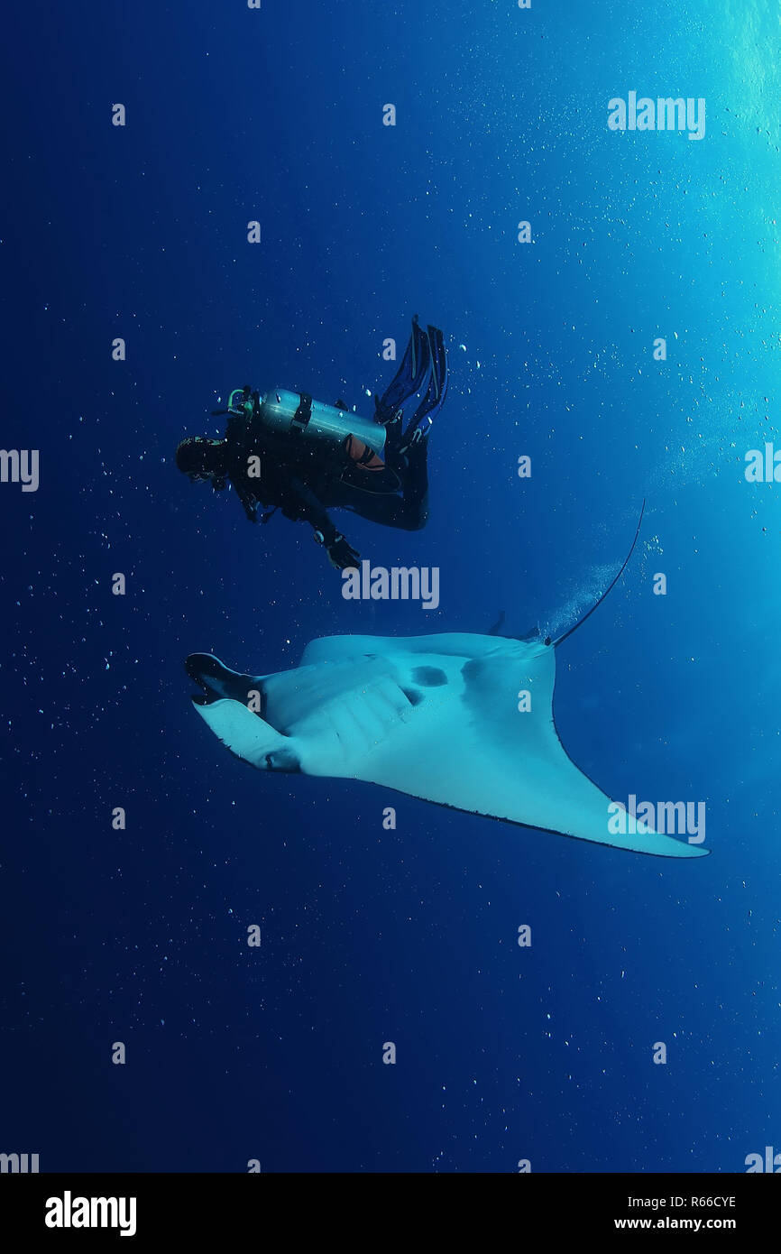 Manta ray diving Underwater Galapagos islands Pacific Ocean Stock Photo ...