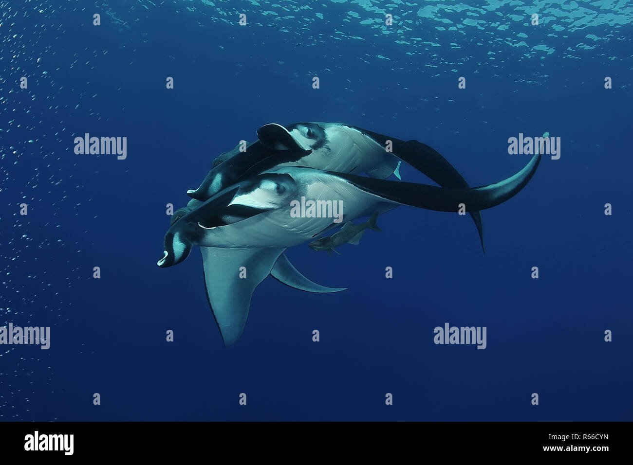 Manta ray diving Underwater Galapagos islands Pacific Ocean Stock Photo ...