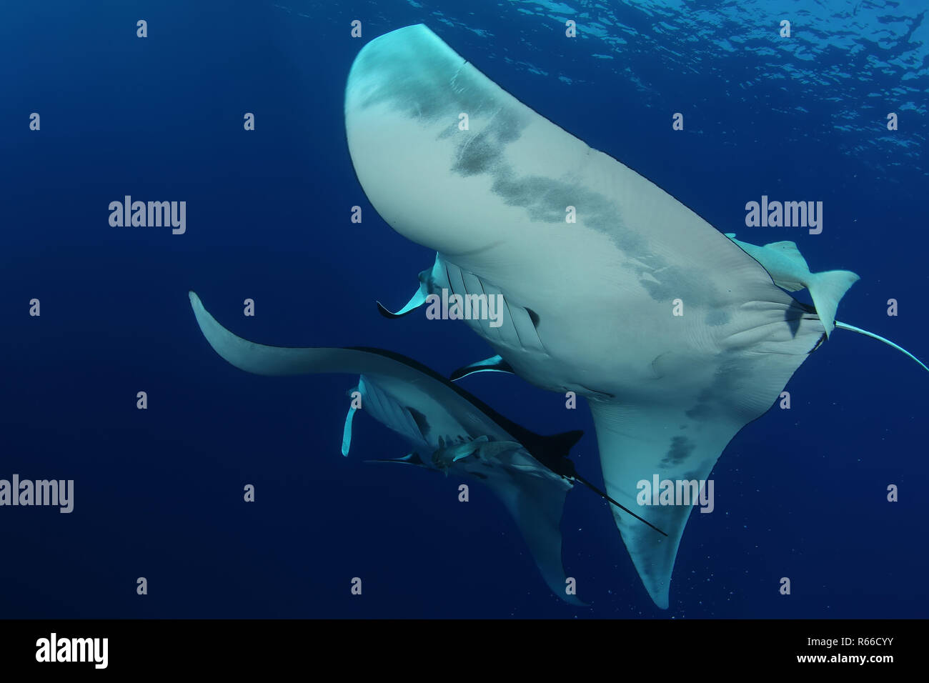 Manta ray diving Underwater Galapagos islands Pacific Ocean Stock Photo ...