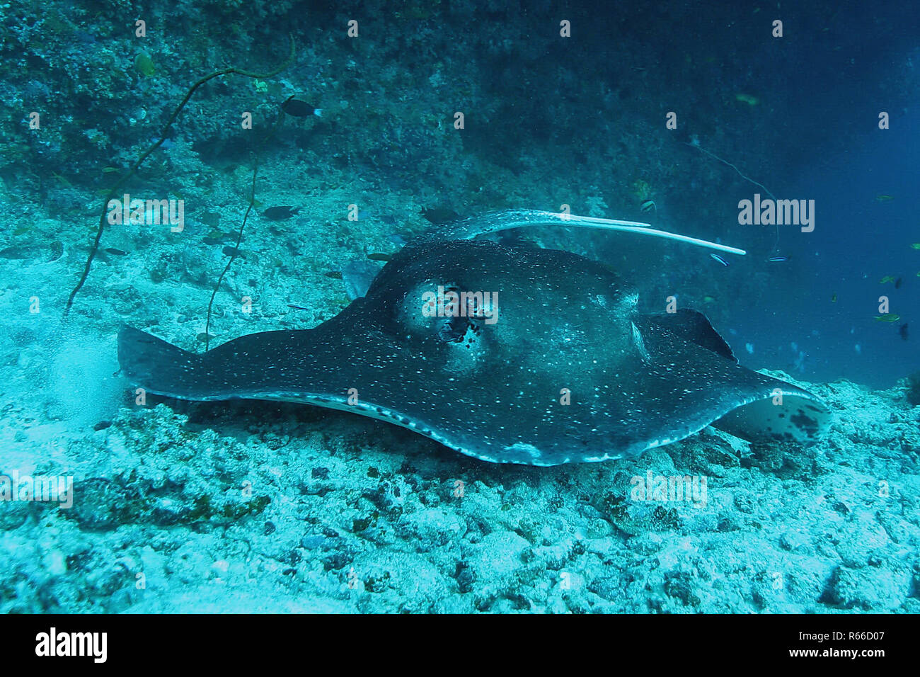 Manta ray diving Underwater Galapagos islands Pacific Ocean Stock Photo ...
