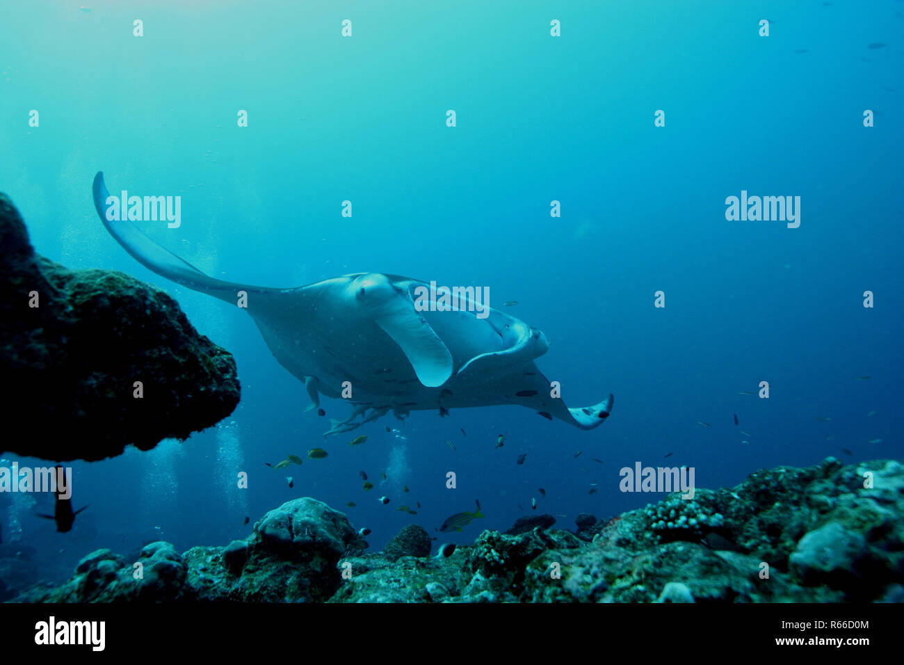 Manta ray diving Underwater Galapagos islands Pacific Ocean Stock Photo ...