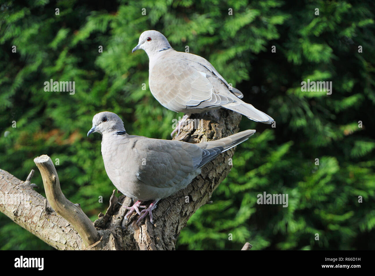 Doves body hi-res stock photography and images - Alamy
