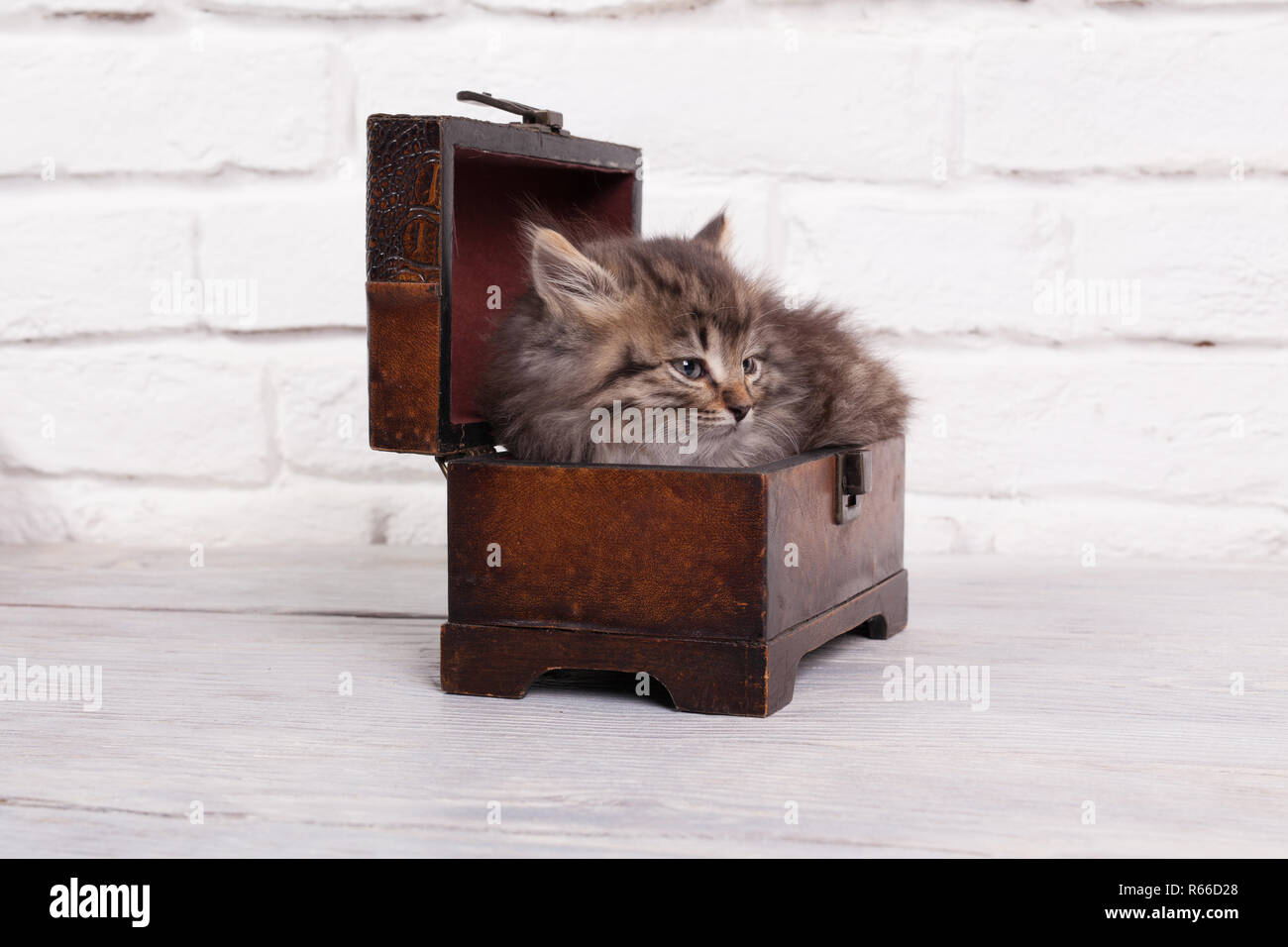 Cute white chest baby kitten hi-res stock photography and images - Alamy