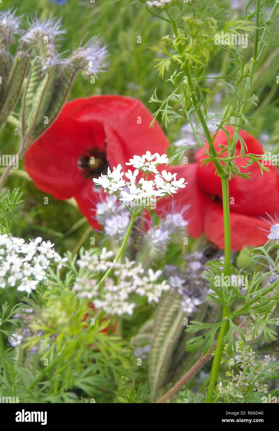Poppy weed hi-res stock photography and images - Alamy