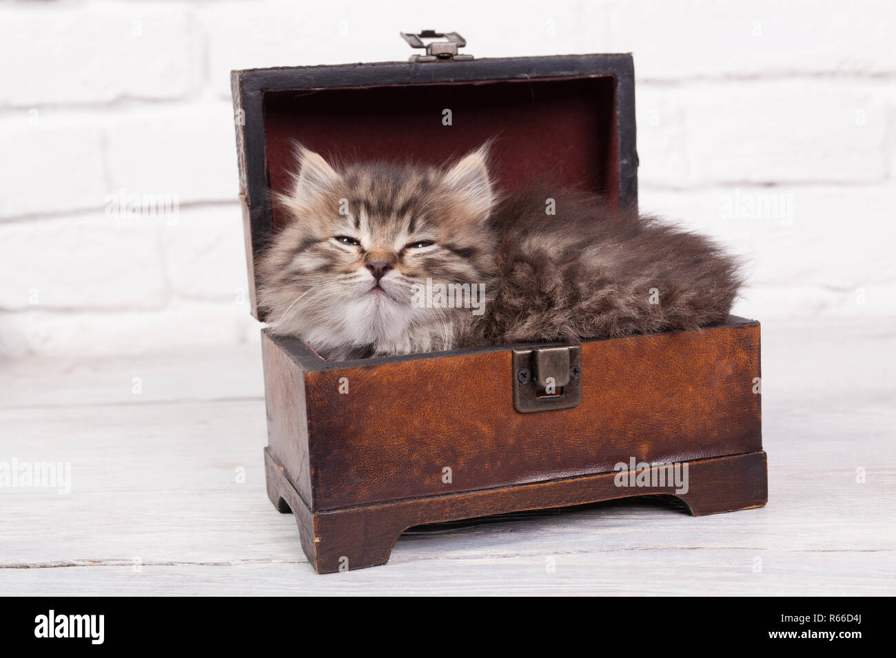 Young fluffy kitten slipping in the chest Stock Photo - Alamy