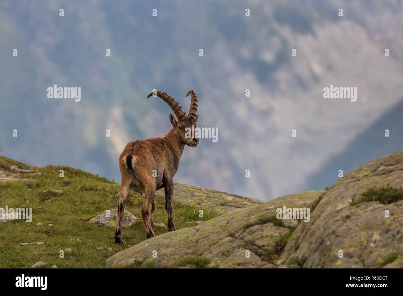 Ibex, Range of Mont Blanc, France Stock Photo - Alamy