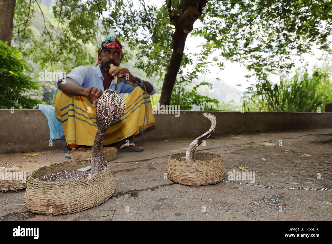 Snake Tamer High Resolution Stock Photography and Images - Alamy